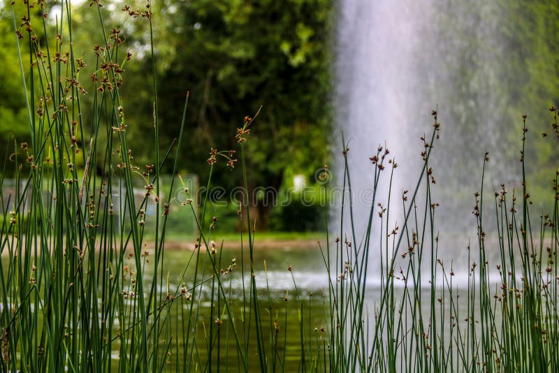 Water Gras stock photo. Image of water, green, gras - 124987960
