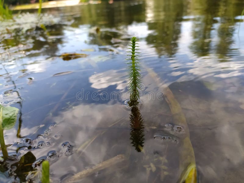 Water grass stock photo. Image of stream, plant, tree - 193948546