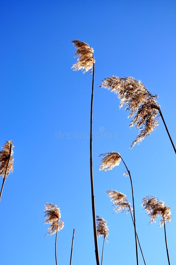Water Grass Against the Blue Sky Stock Photo - Image of earth, natural ...