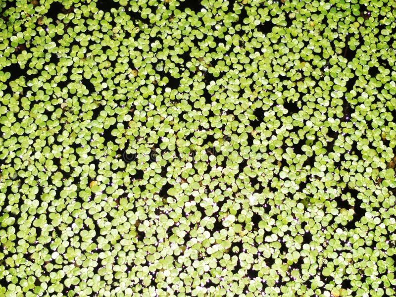 Water grass a hydroponics stock photo. Image of field - 189449430