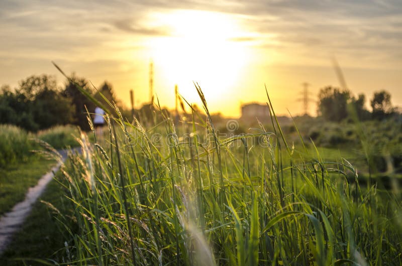 Water, Grass, Sky, Field stock photo. Image of farm - 112491320