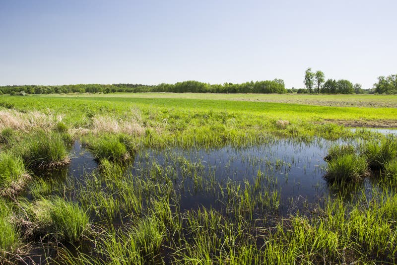 Water Grasses in Marshy Meadows, Fields and Blue Sky Stock Photo ...