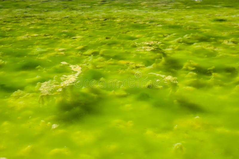 Water with Green Algae stock photo. Image of plant, green - 34921748