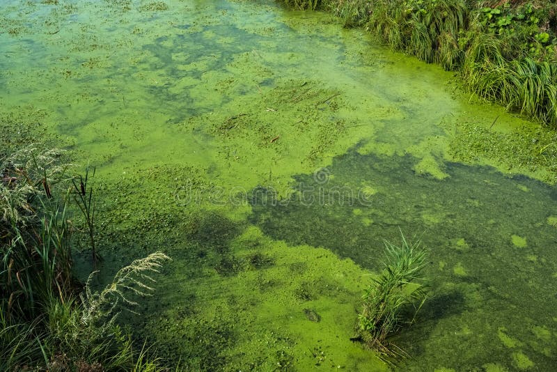 Water with green algae stock image. Image of scene, ecology - 145506861