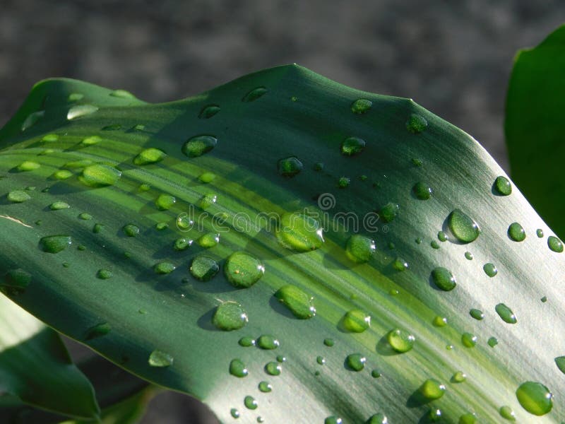 Water, Green, Dew, Drop stock photo. Image of green - 111028606