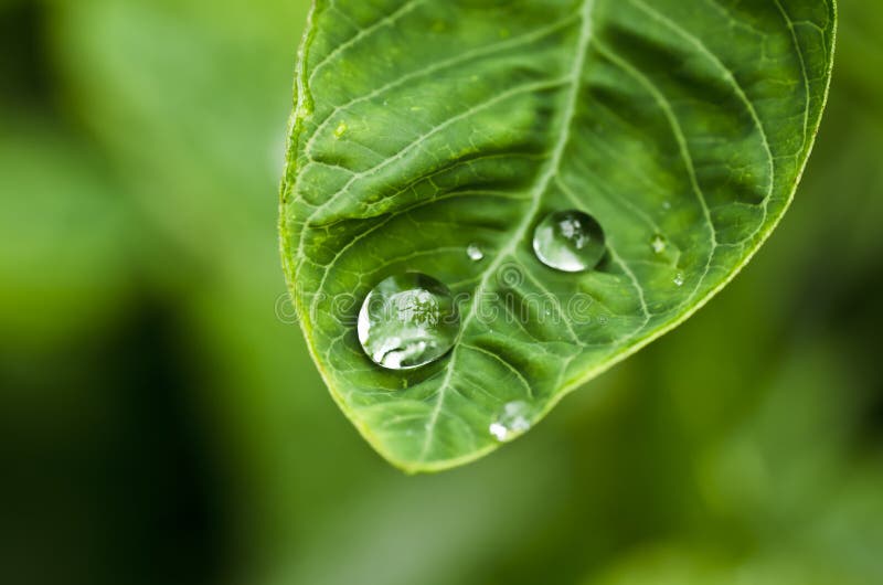 Water green leaf stock image. Image of nature, clean - 19854481