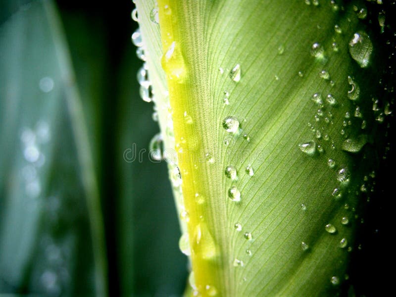 Water on the Green stock image. Image of plant, fresh - 93197293