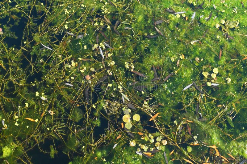 Water with Green Plants and Algae Spirogyra Near the Shore Stock Image ...