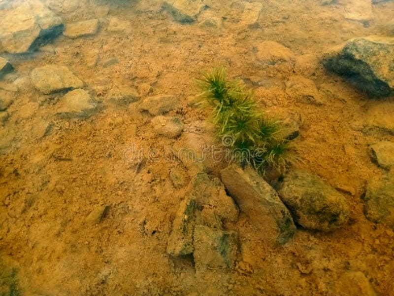 Water in green tree stock photo. Image of tree, water - 157599018