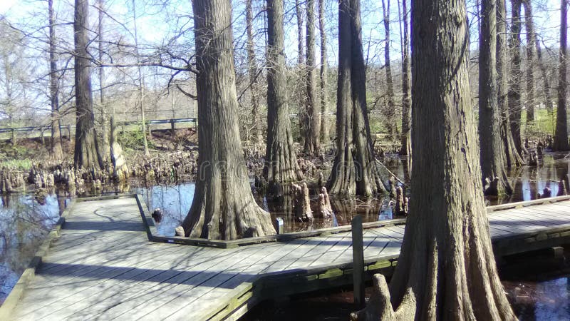 Big Cypress stock photo. Image of cypress, trees, naturally - 116765248