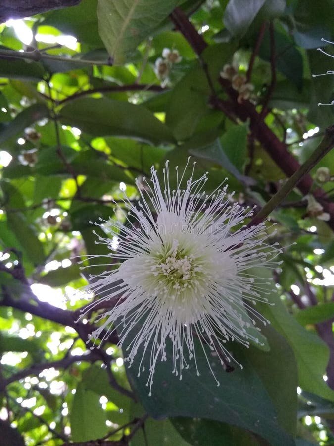 This is a Water Guava Flower that Comes from Indonesia Stock Photo ...