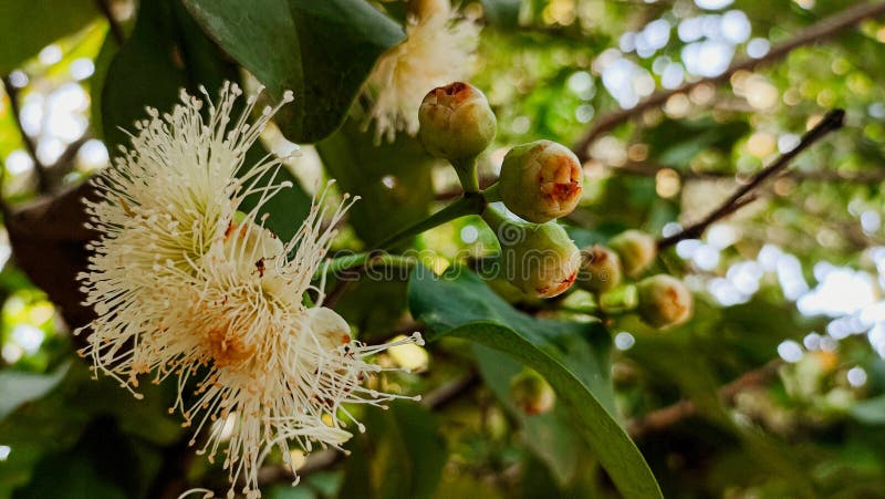 Water Guava Flowers Bloom in the Yard when the Sun is Setting Stock ...