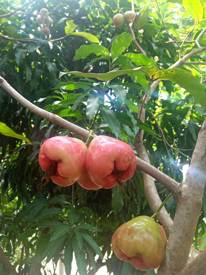 Water guava stock image. Image of tropics, produce, plant - 260408117