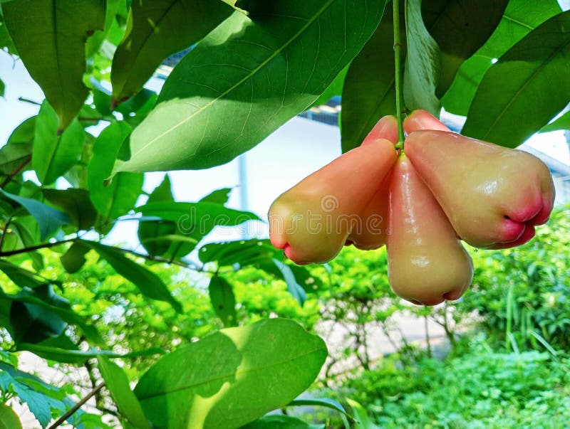 Water Guava Fruit Color is Tempting Stock Image - Image of water ...
