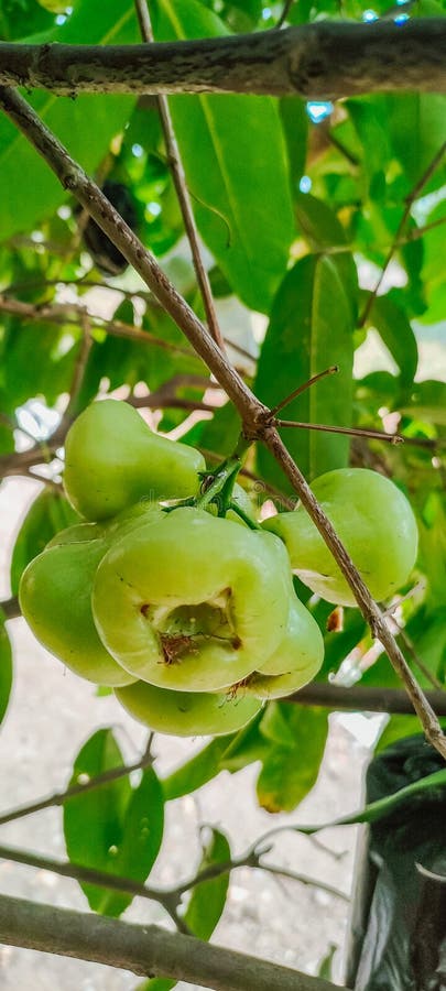Water guava fruit stock photo. Image of guava, fruit - 344236834