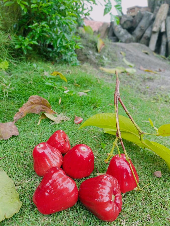 Water Guava Fruit from Indonesian Stock Photo - Image of guava, water ...