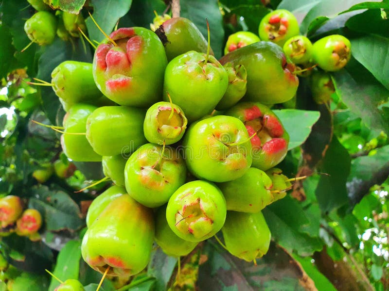 Water Guava Fruit Photographed Somewhere in Indonesia Stock Image ...