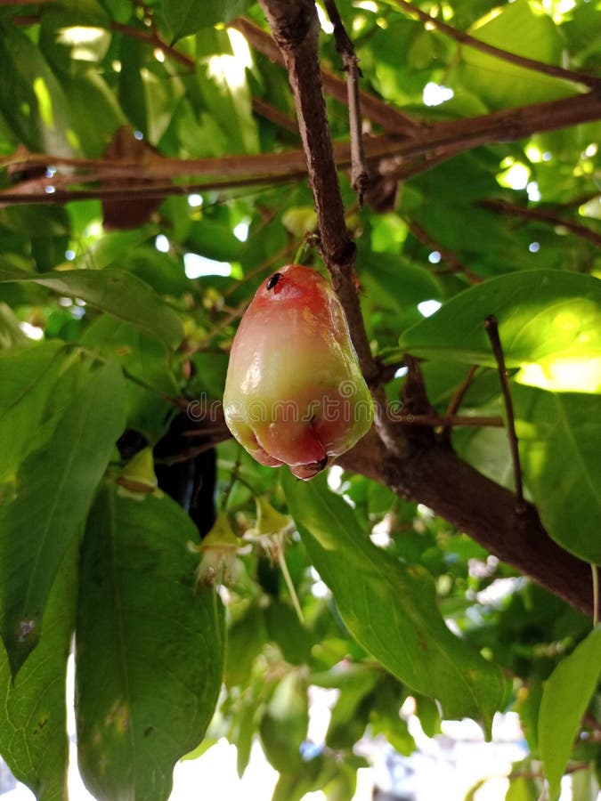 Water Guava Fruit is Red-green and Green Leaves. Stock Image - Image of ...