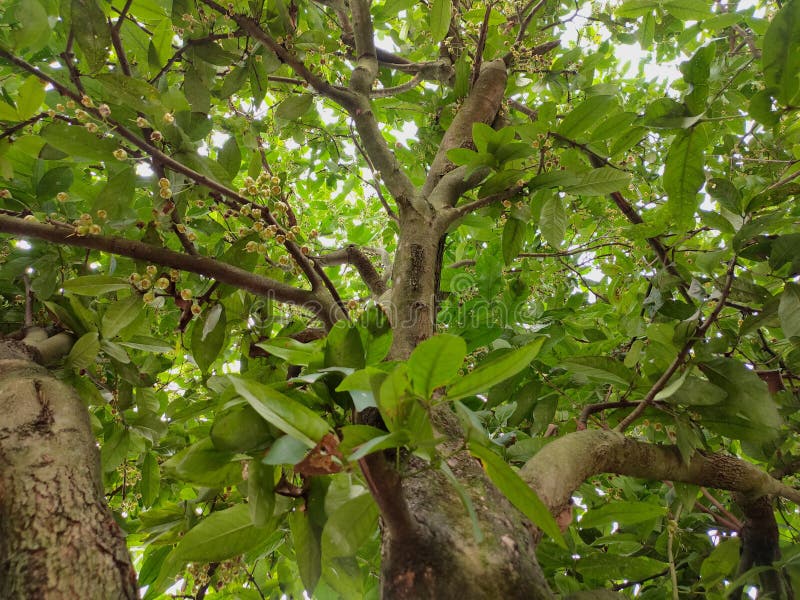 Water Guava Tree that is in the Process of Bearing Fruit, Water Guava ...