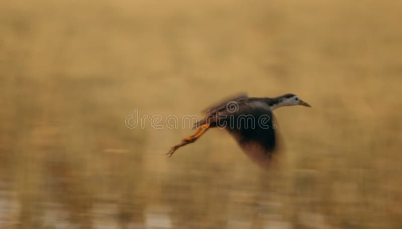 Water Hen Bird Nature Autumn Colors Stock Photo - Image of colors ...