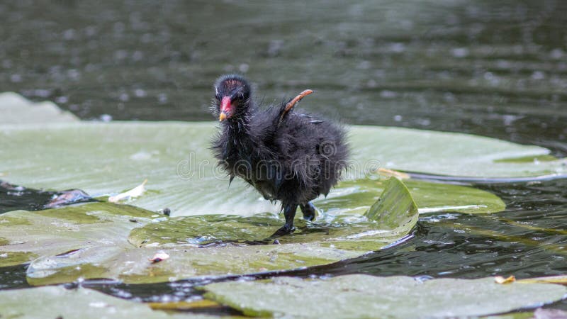 A Water Hen Chick Walks Along the Large Leaves of an Egg Pod Stock ...