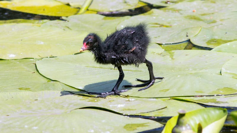 A Water Hen Chick Walks Along the Leaves of an Egg Pod Stock Photo ...