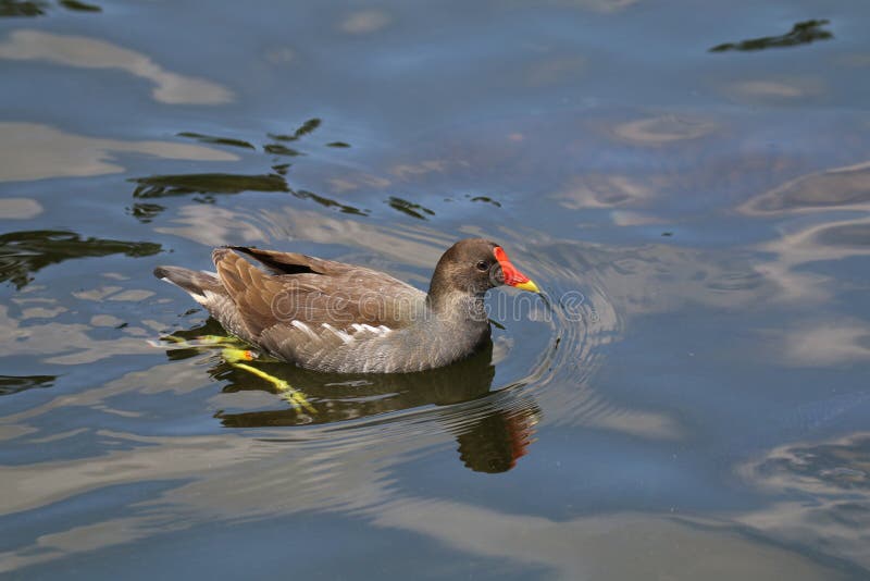 Water Hen stock photo. Image of snacking, kangaroo, taipei - 62073392