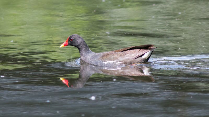 Water Hen Swims on the Lake Stock Photo - Image of white, brown: 322215526