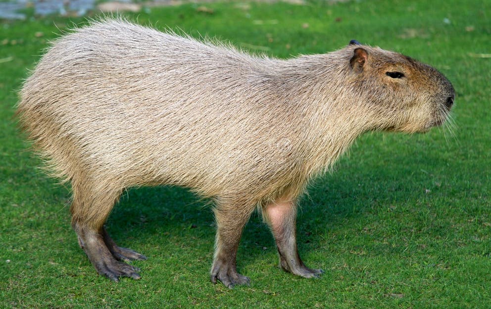 Water hog stock photo. Image of animal, large, argentinia - 20293652