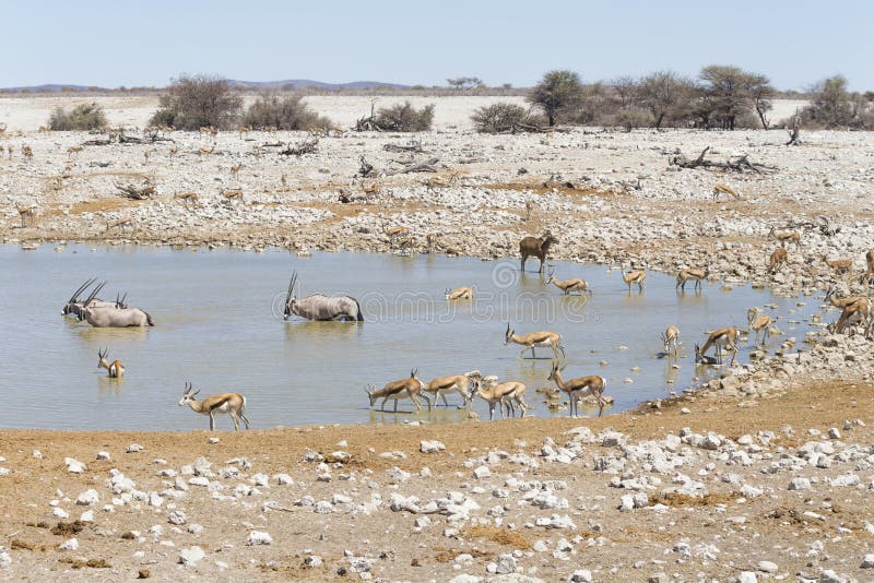 Water Hole in Etosha National Park, Namibia Stock Photo - Image of ...
