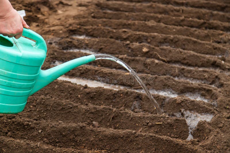 Water the Holes with Soil in the Garden. Selective Focus Stock Photo ...