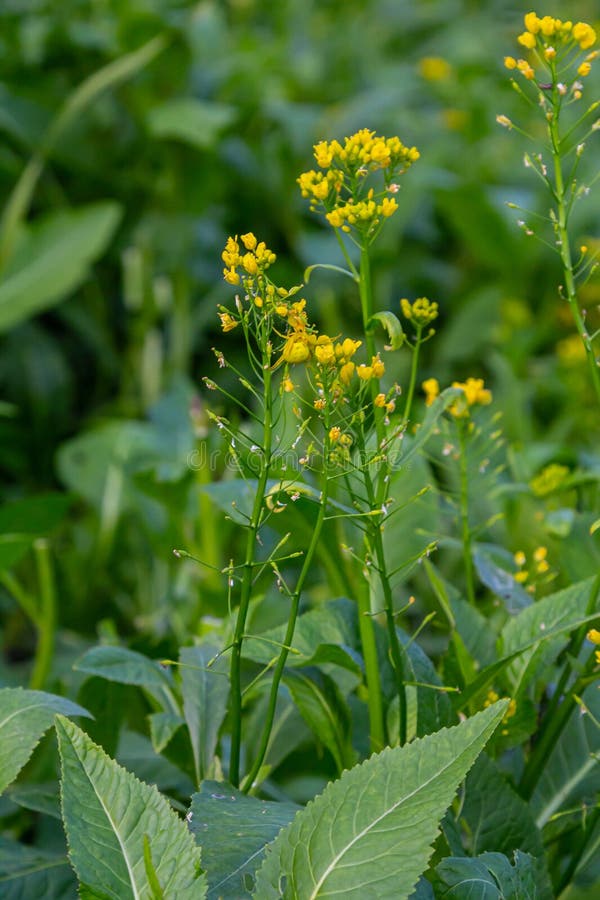 Water Horseradish Rorippa Grows in the Wild Stock Photo - Image of ...