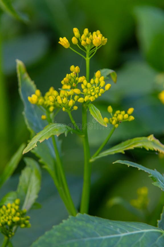 Water Horseradish Rorippa Grows in the Wild Stock Image - Image of ...