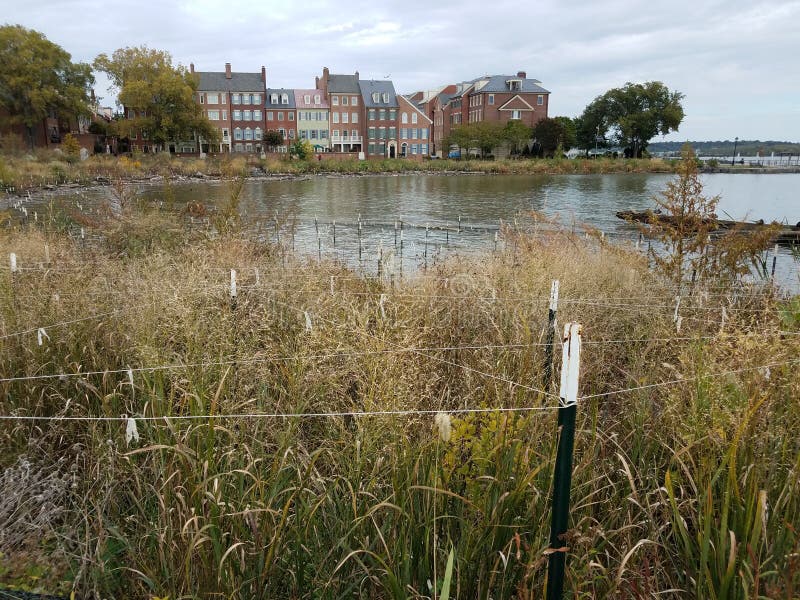 Water and Houses and Plants with Metal Stakes and String Stock Photo ...