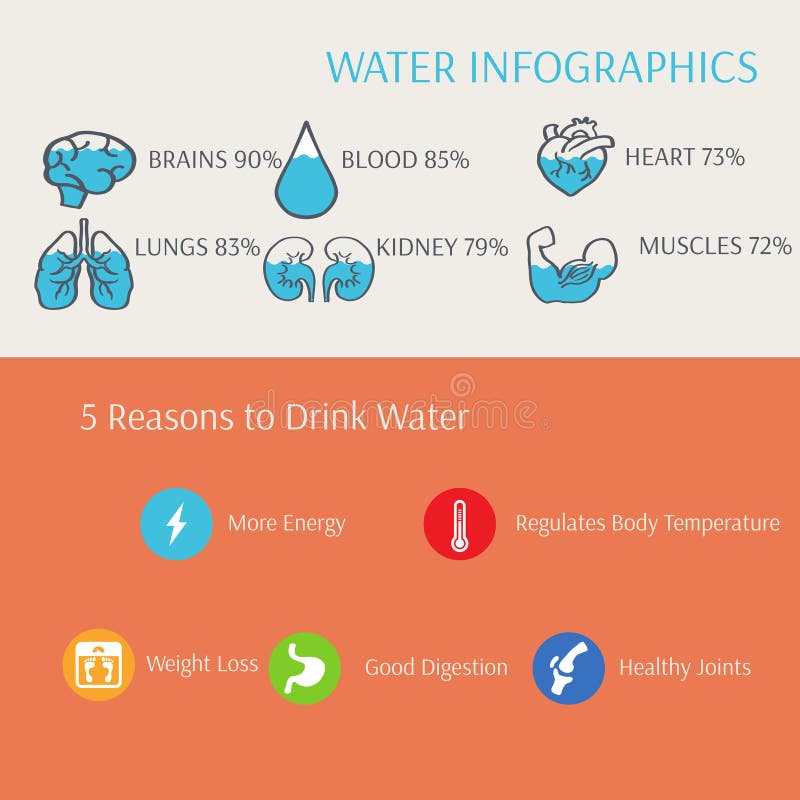 Benefits Of Drinking Water Infographics Body Water Vector Stock Vector