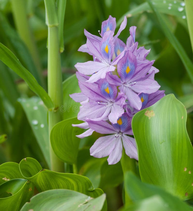 Water Hyacinth stock image. Image of ecological, brazil - 1457461