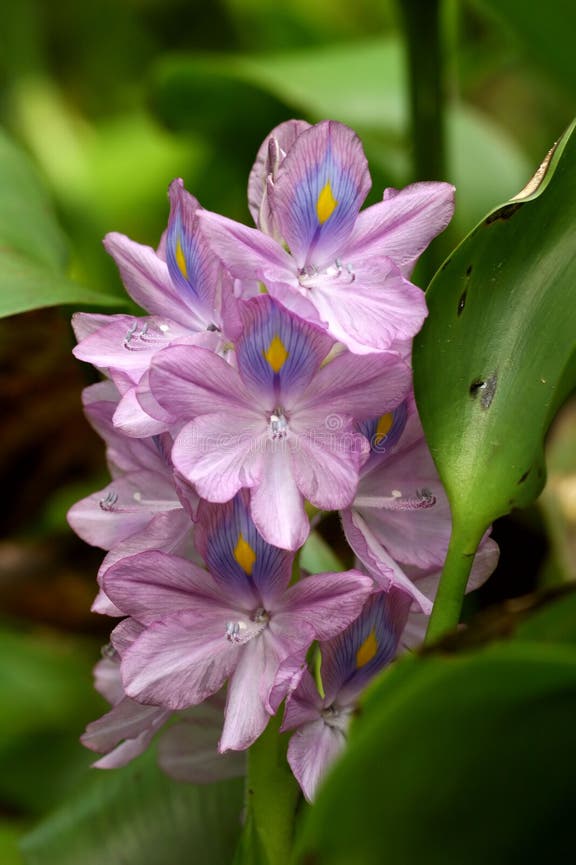 1,133 Common Water Hyacinth Stock Photos - Free & Royalty-Free Stock ...