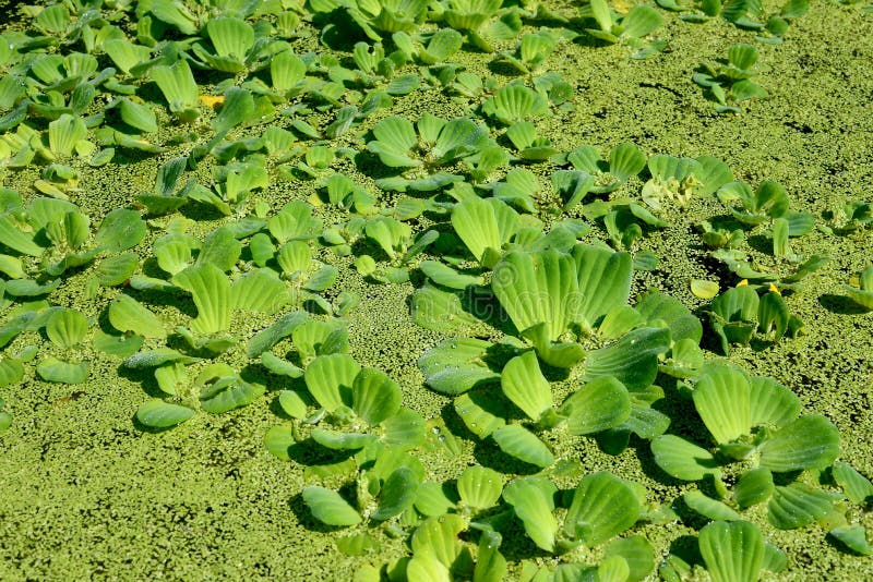 Water Hyacinth or Aquatic Plants Covering the Surface of the Pond Water ...