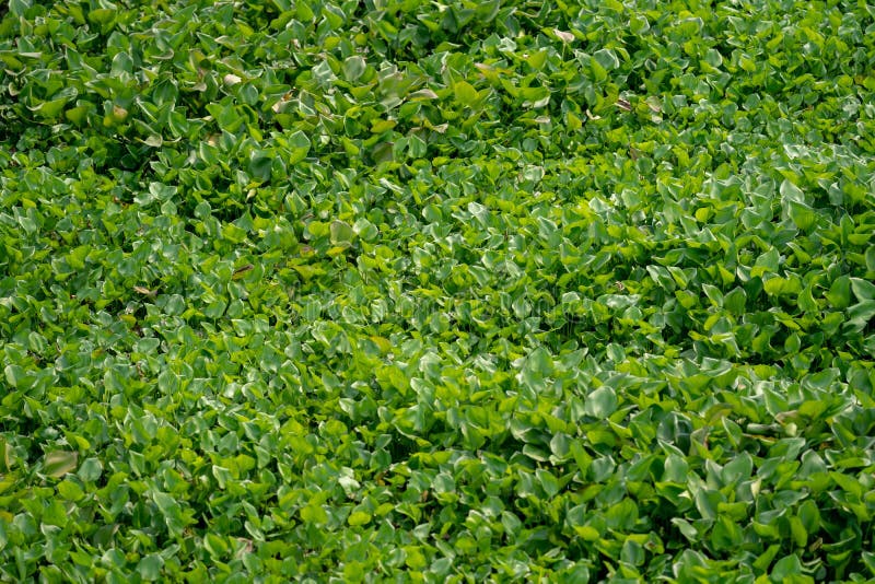 The Water Hyacinth is Covering All the River and Obstructing Water Flow ...