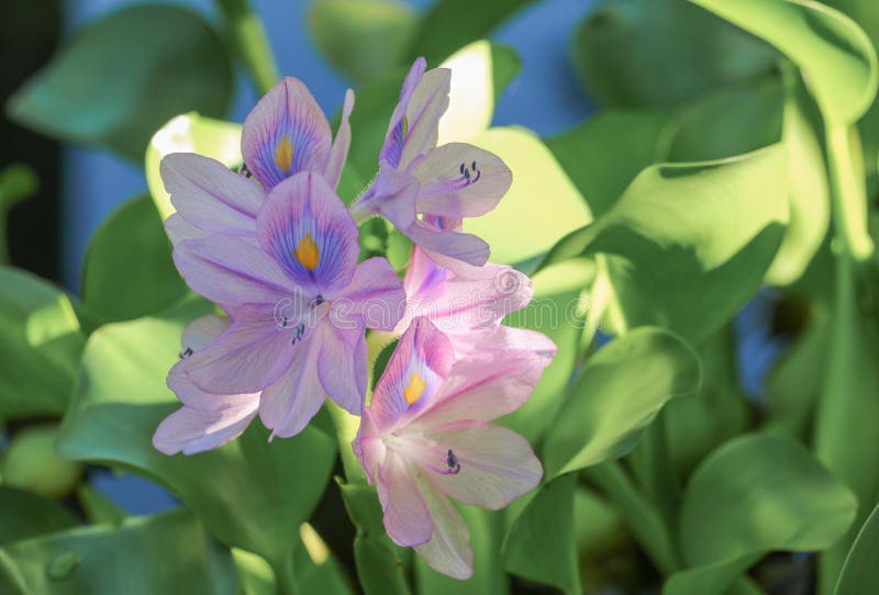 170 Aquarium Water Weeds Stock Photos - Free & Royalty-Free Stock Photos from Dreamstime