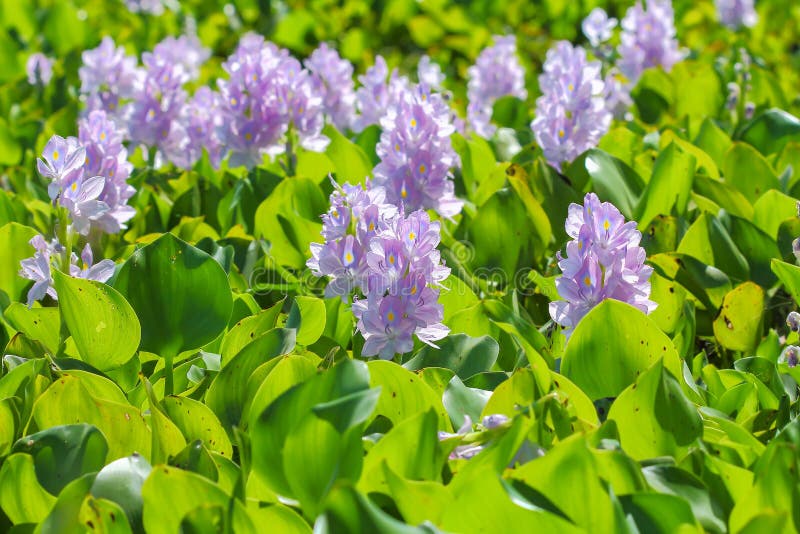 Water Hyacinth Flower in Natural Water Sources Stock Photo - Image of ...