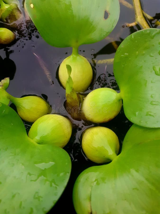 Water Hyacinth Flower Object in Water with Unique Color Concept Stock ...