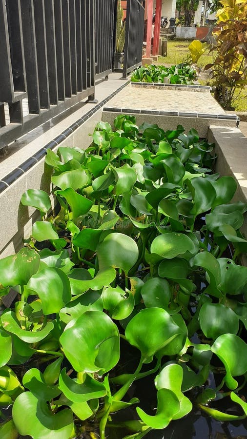 Water Hyacinth Grows Well in the Fish Pond in Front of the House Stock ...