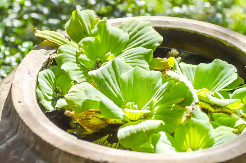 Water Hyacinth in the jar stock image. Image of outdoor - 72128447
