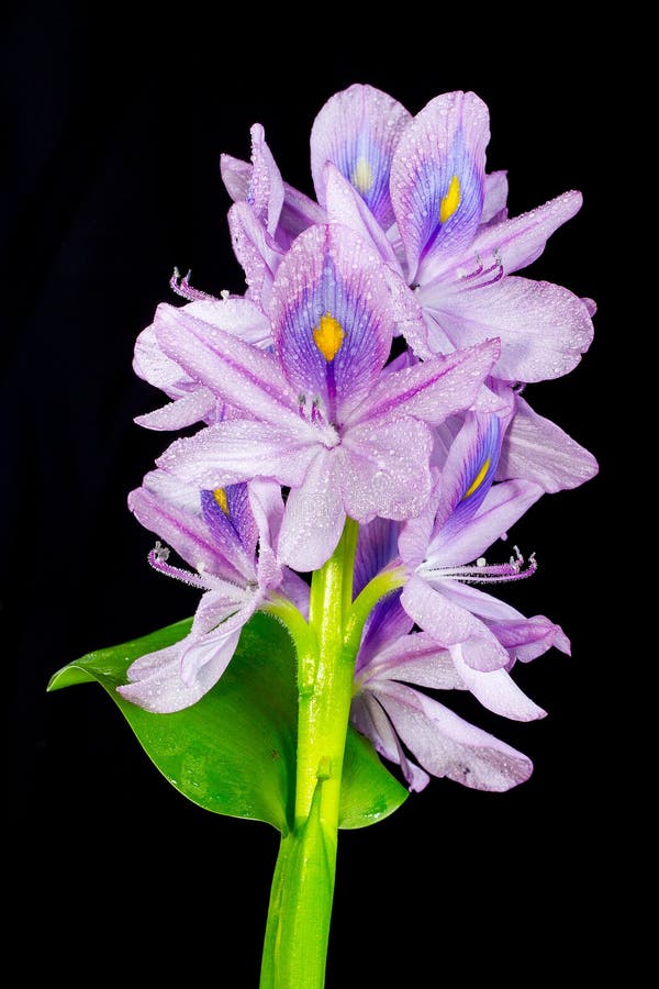 Water Hyacinth. Purple Flower Stock Image - Image of blossom, beauty ...