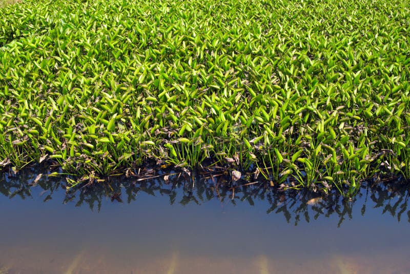 Water hyacinth stock photo. Image of background, beauty - 75732944