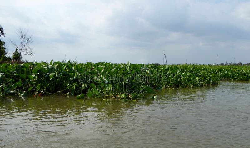 Water Hyacinths in the Mekong River Delta Stock Photo - Image of branch ...