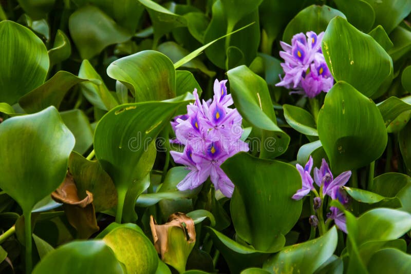 Water Hyacinths Floating in a Large Pot Near Angkor Wat, Siem Reap ...