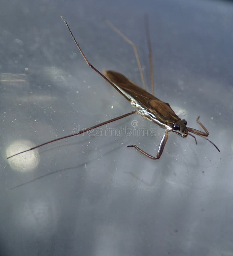 A water insect on a beacon stock image. Image of animal - 78103629