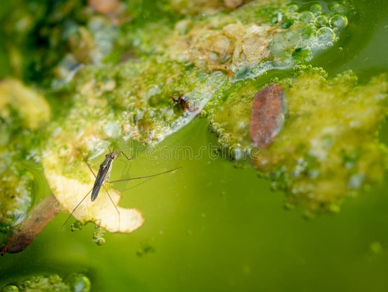 Water Insect Perched on the Water Stock Photo - Image of macro, green ...